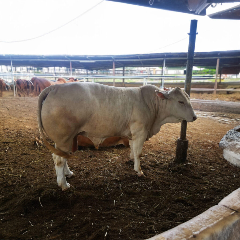 Kaisar Farm – Lembu Tanpa Was Was