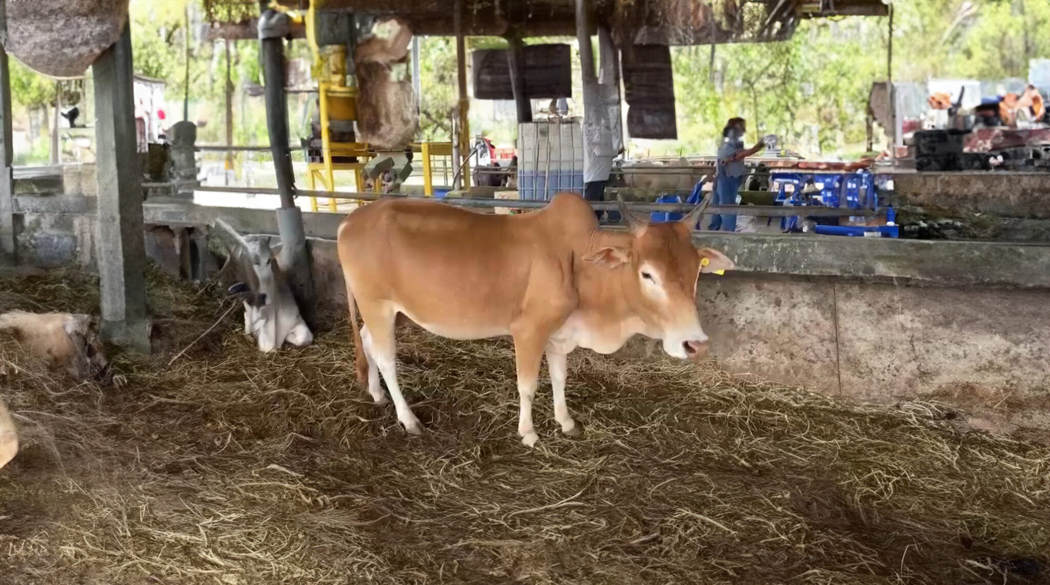 Kaisar Farm – Lembu Tanpa Was Was